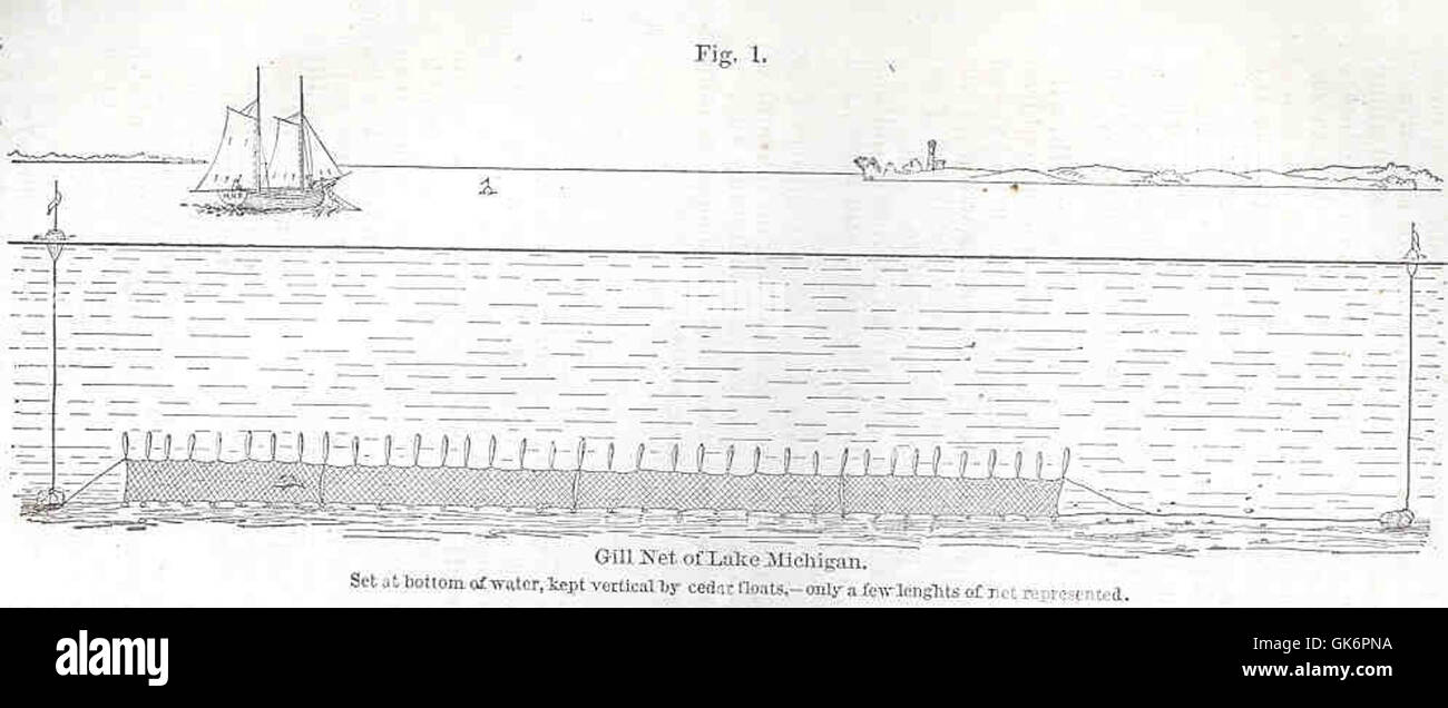 A gill net used in Lake Michigan for catching fish. The net is designed ...