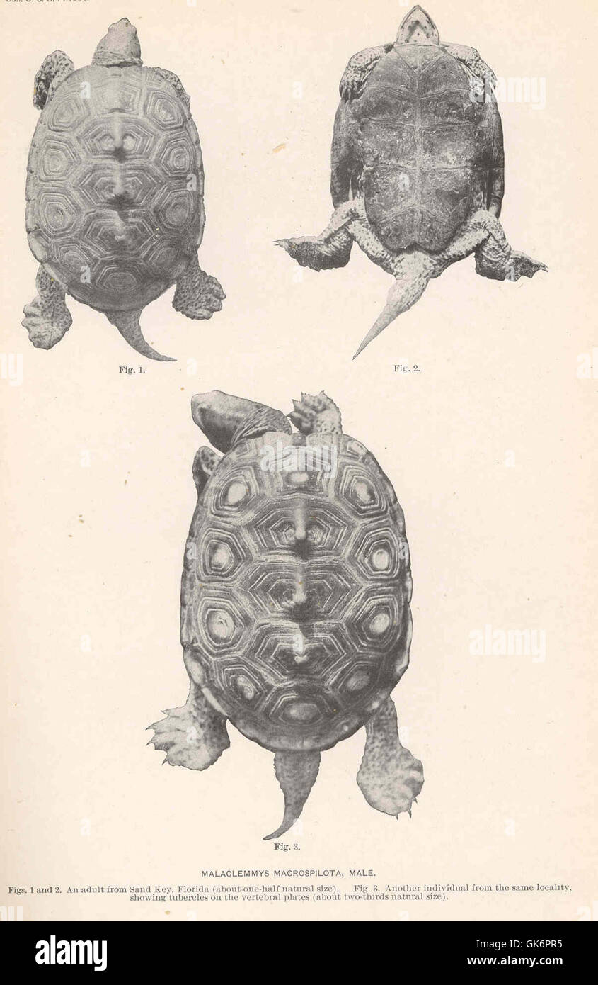 Malaclemmys macrospilota, also known as the spotted turtle, is shown in ...