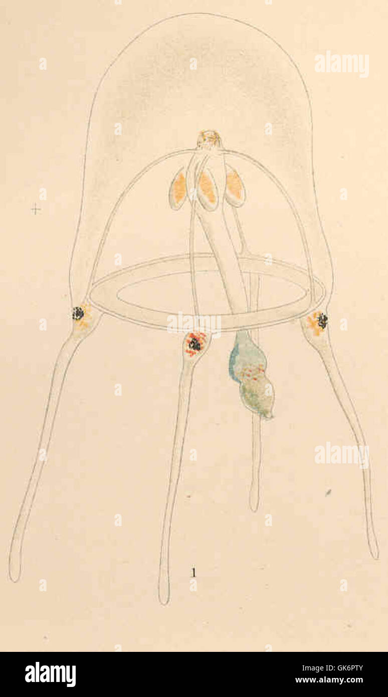 Syncoryne hi-res stock photography and images - Alamy