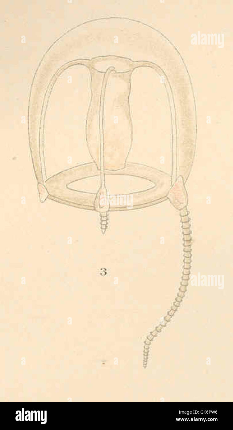 *Hybocodon pendula* is a species of hydrozoan, a type of cnidarian ...