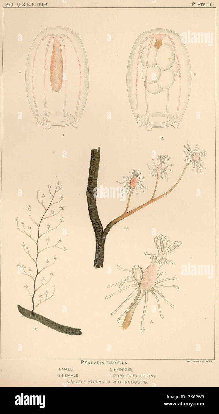 41709 Pennaria tiarella 1-Male, 2-Female, 3-Hydroid; 4-Portion of ...