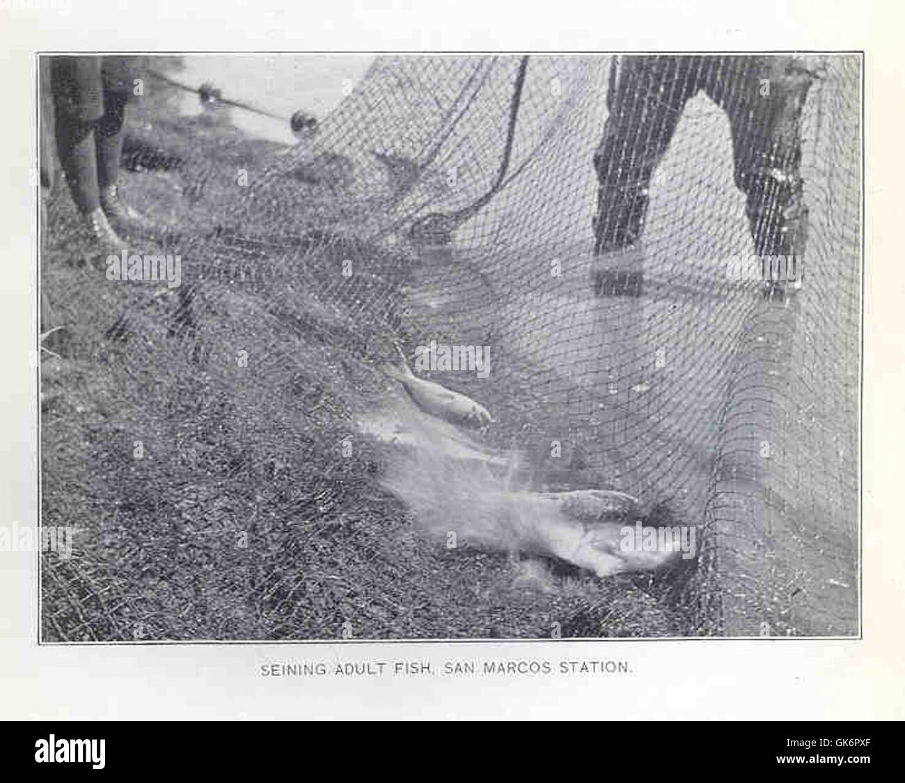 A view of adult fish being harvested using the seining technique, a ...