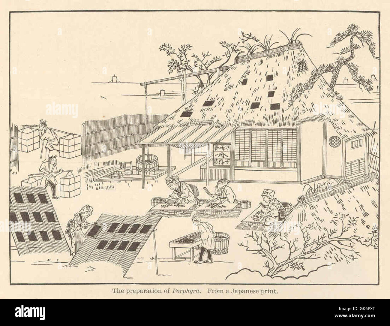 This Japanese print depicts the preparation of *Porphyra*, a type of ...