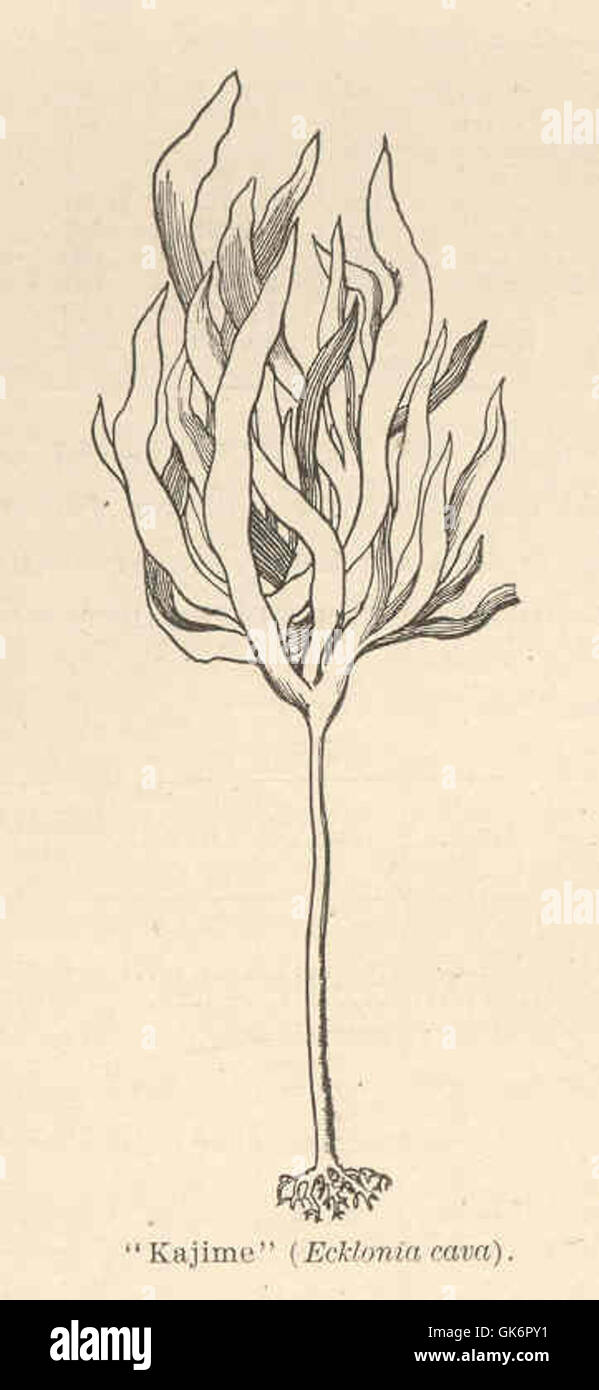 41748 Kajime (Ecklonia cava Stock Photo - Alamy