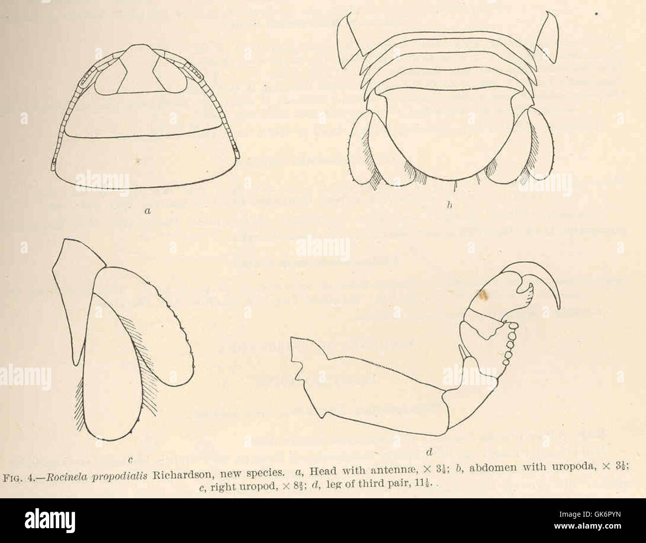 Rocinela propodialis, a newly described species by Richardson, is a ...