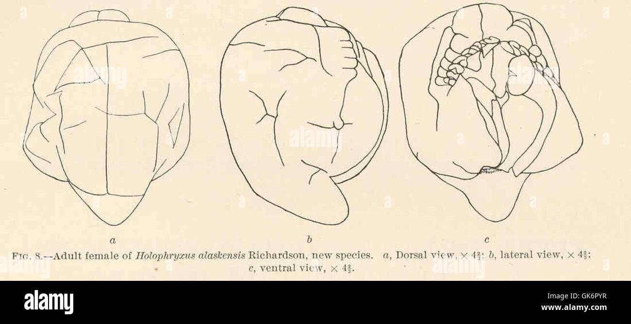 Holophryxus alaskensis, a newly described species of shrimp, is shown ...