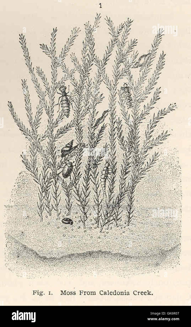 Caledonia book hi-res stock photography and images - Alamy