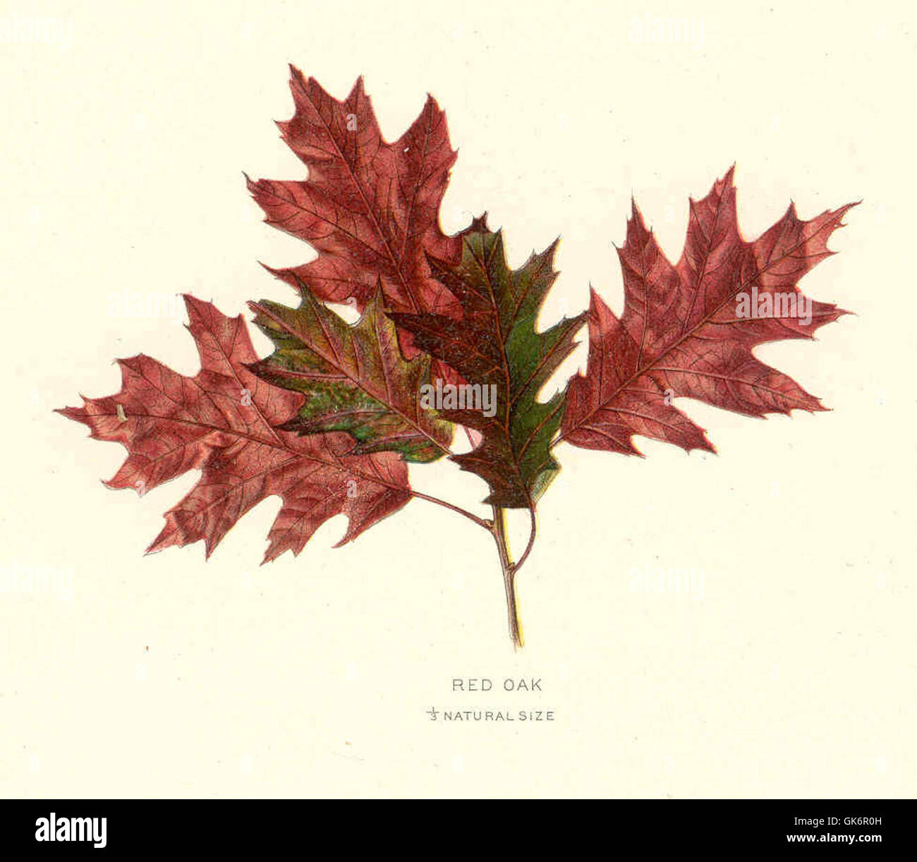 The red oak (Quercus rubra) is a large deciduous tree native to North ...