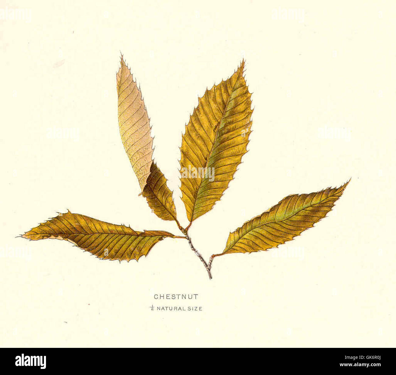 The chestnut is a deciduous tree known for its edible nuts. Native to ...