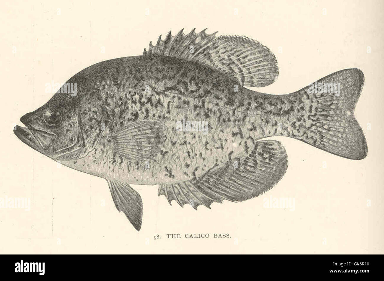 Calico bass hi-res stock photography and images - Alamy