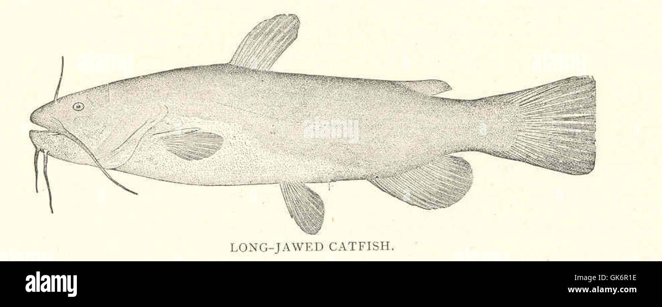 Elongated catfish hi-res stock photography and images - Alamy