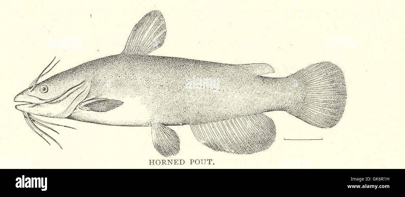 The Horned Pout (*Ameiurus nebulosus*), also known as the brown ...