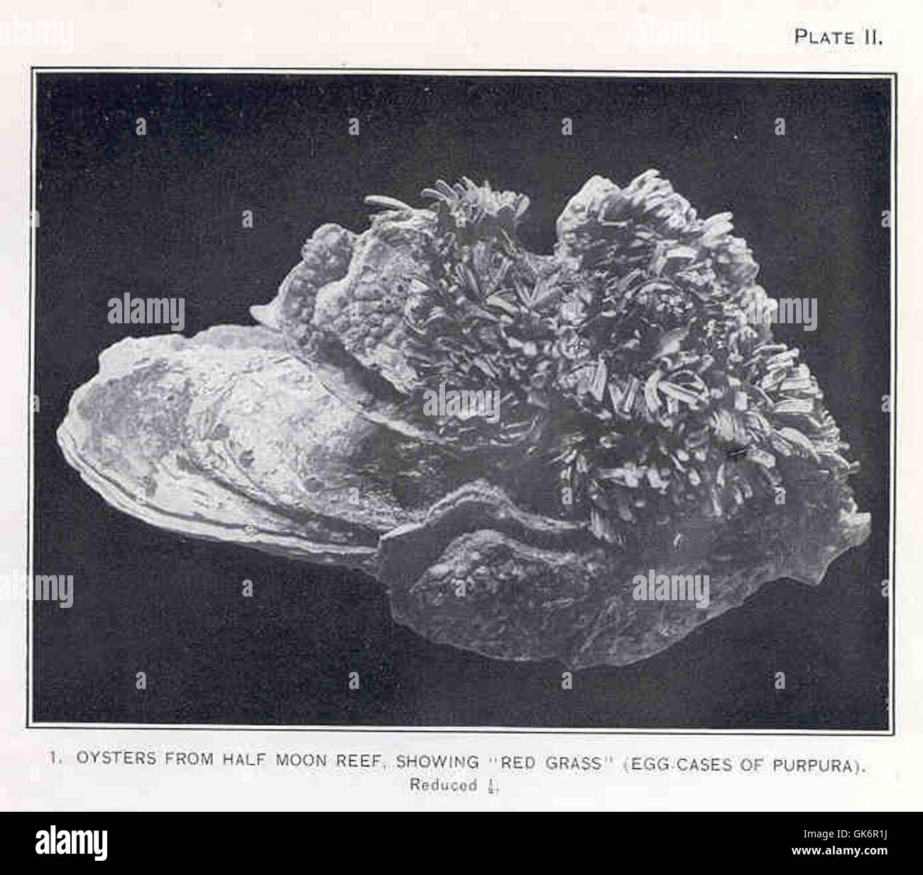 Oysters harvested from Half Moon Reef are shown. These oysters ...