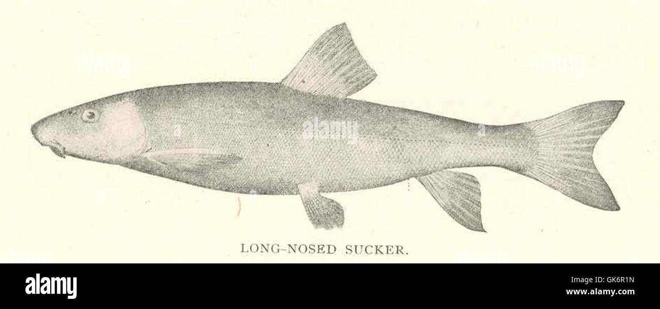 Long nosed species hi-res stock photography and images - Alamy
