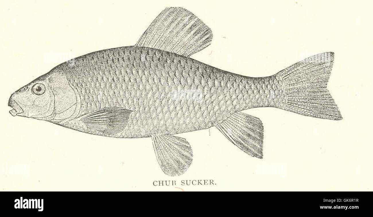 The Chub Sucker (Erimyzon sucetta) is a freshwater fish species native ...