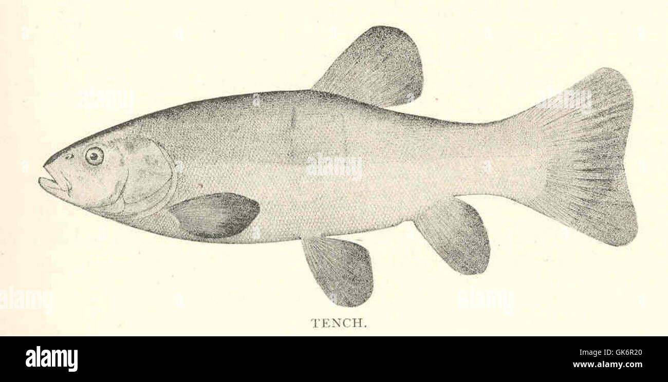 Tench illustration hi-res stock photography and images - Alamy