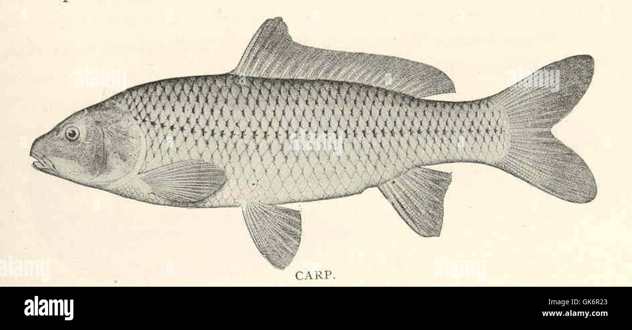 Cyprinus carpio, commonly known as the common carp, is a freshwater ...