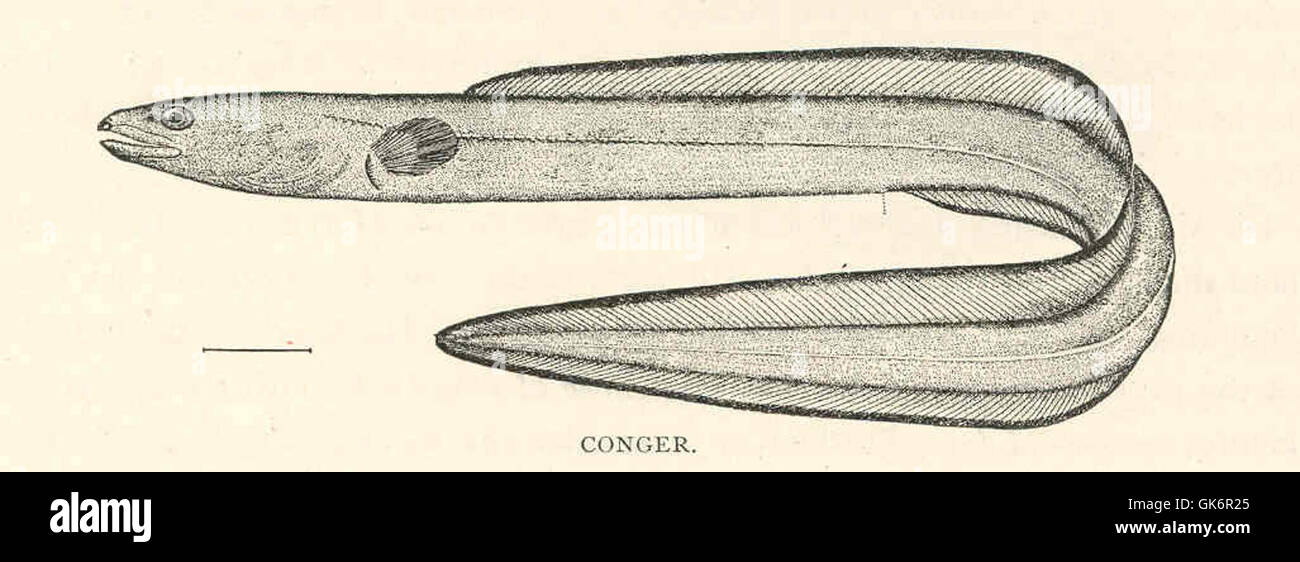 Conger (Leptocephalus conger) is a species of eel found in deep ocean ...