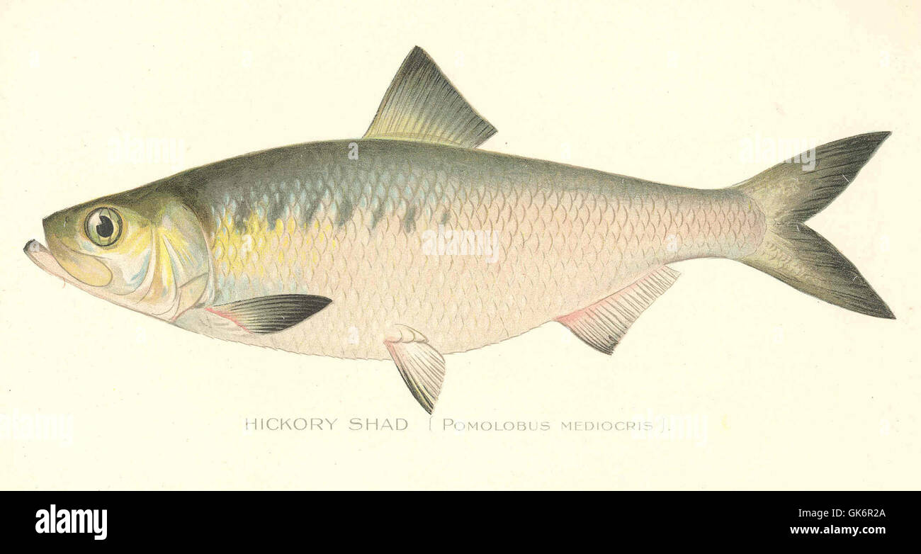 Hickory shad hi-res stock photography and images - Alamy