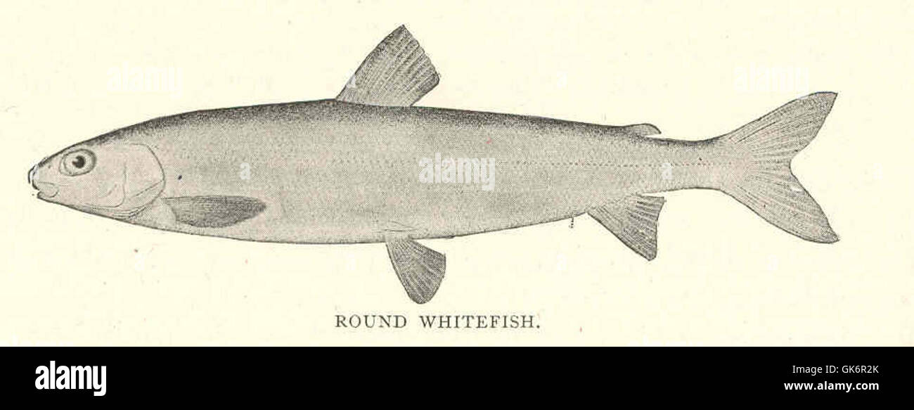 The Round Whitefish (Coregonus quadrilateralis) is a freshwater species ...