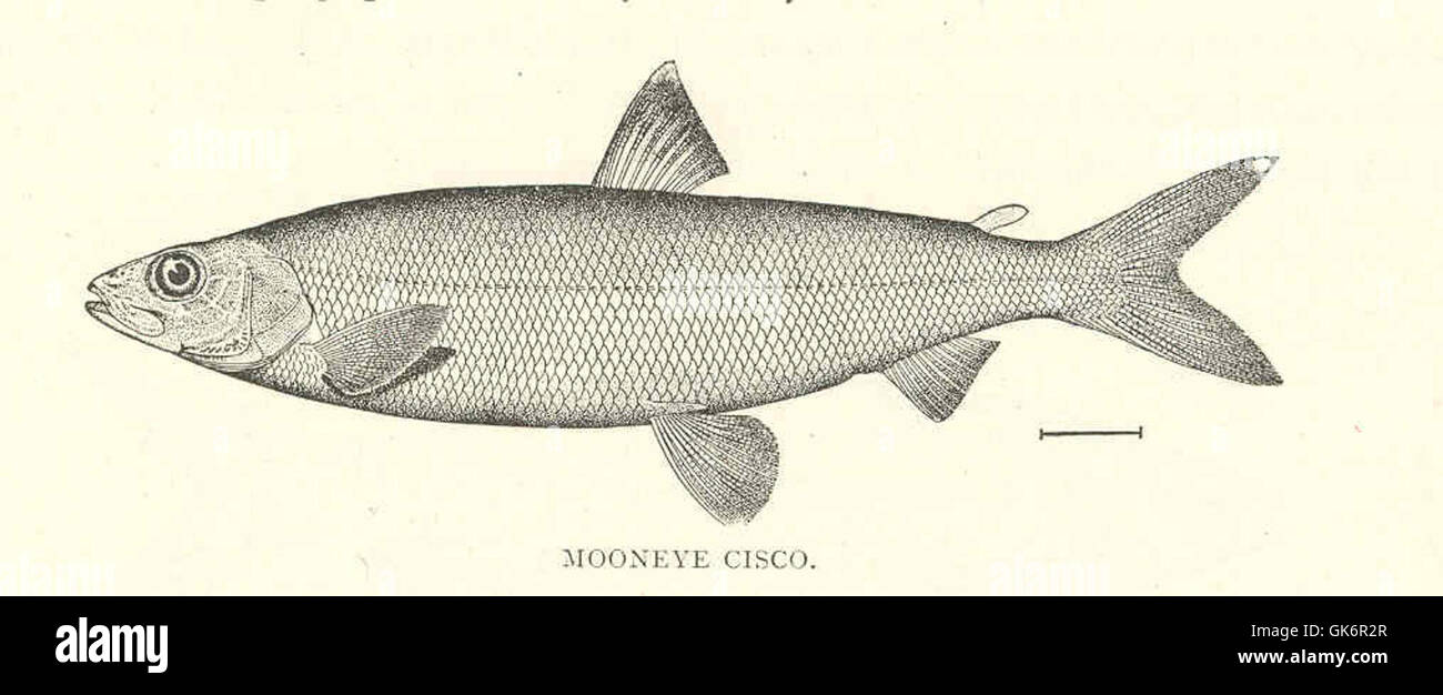 Mooneye fish hi-res stock photography and images - Alamy