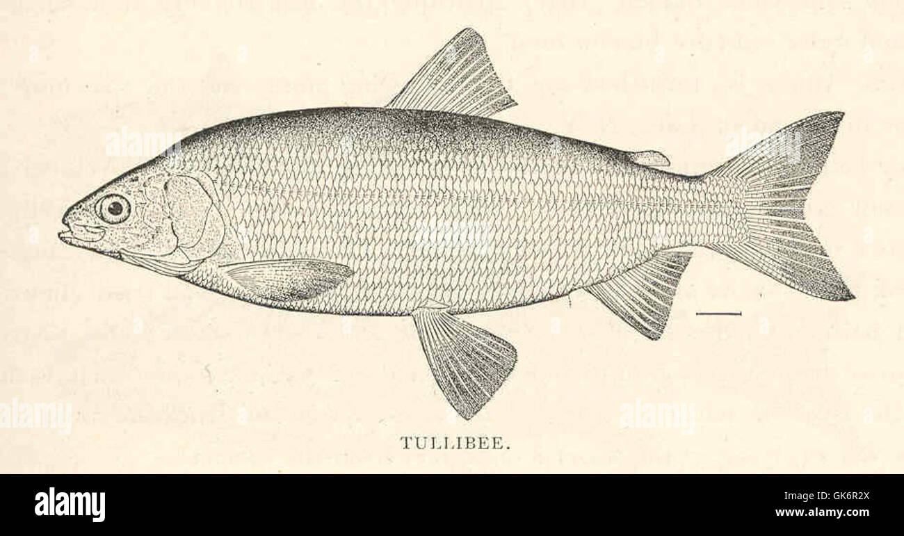 The Tullibee (Argyrosomus tullibee), also known as the lake herring, is ...