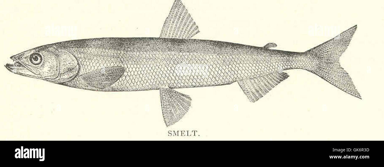 *Osmerus mordax*, also known as the smelt, is a small fish species ...