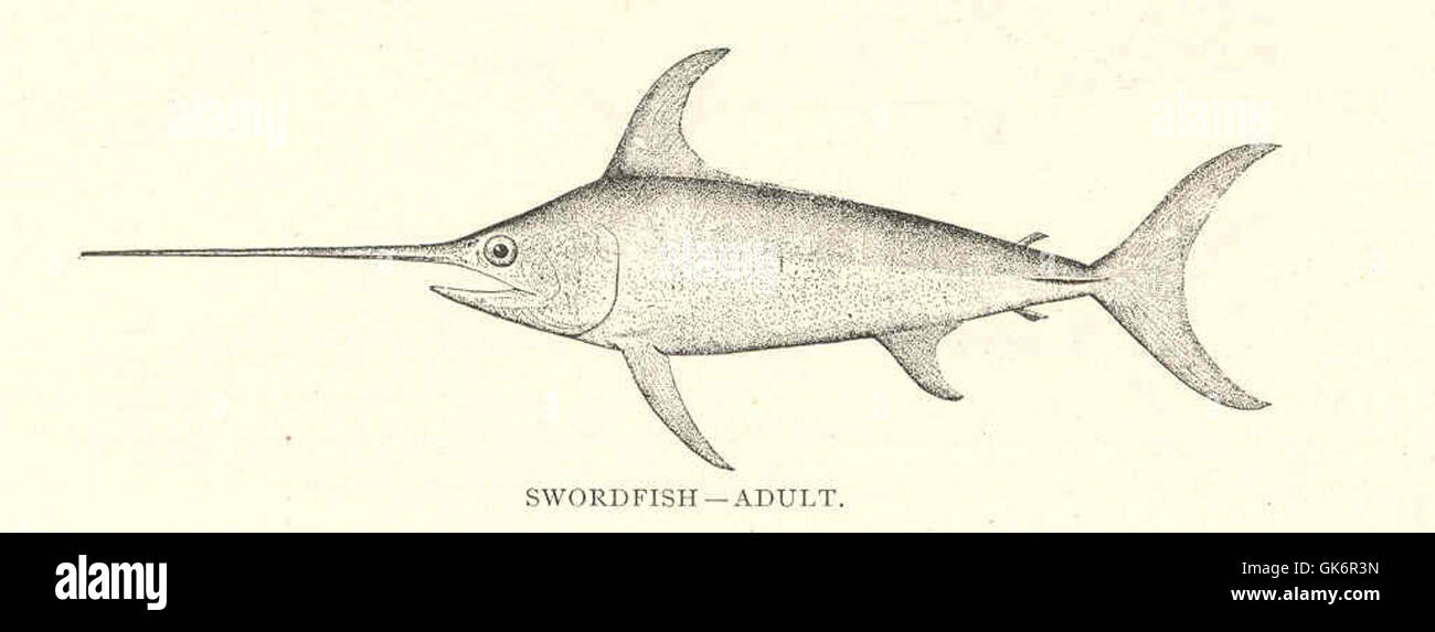 The adult swordfish (Xiphias gladius) is a large predatory fish known ...