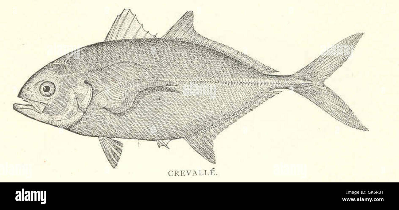 Crevalle hi-res stock photography and images - Alamy