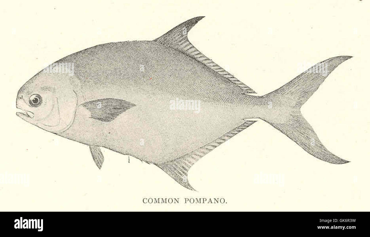 The common pompano, *Trachinotus carolinus*, is a species of fish found ...