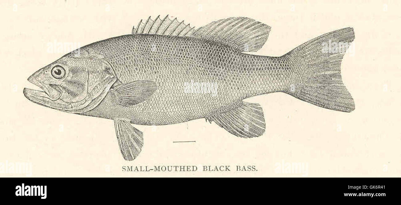 The Small-Mouthed Black Bass (Micropterus dolomieu), a popular ...