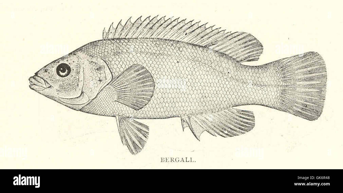 Bergall hi-res stock photography and images - Alamy