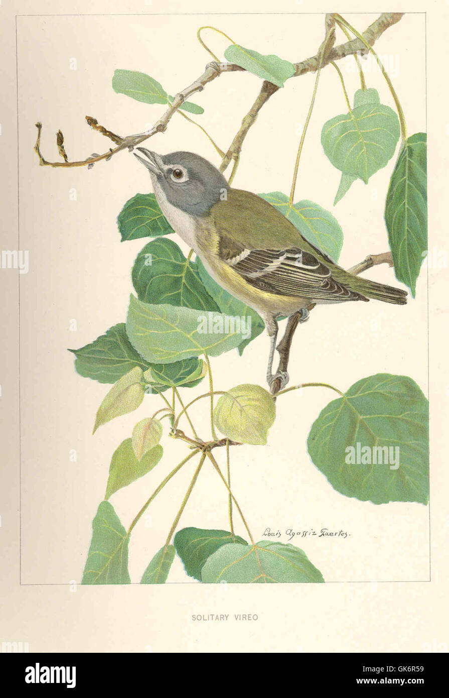 Songbird vireo north american north american birds hi-res stock ...