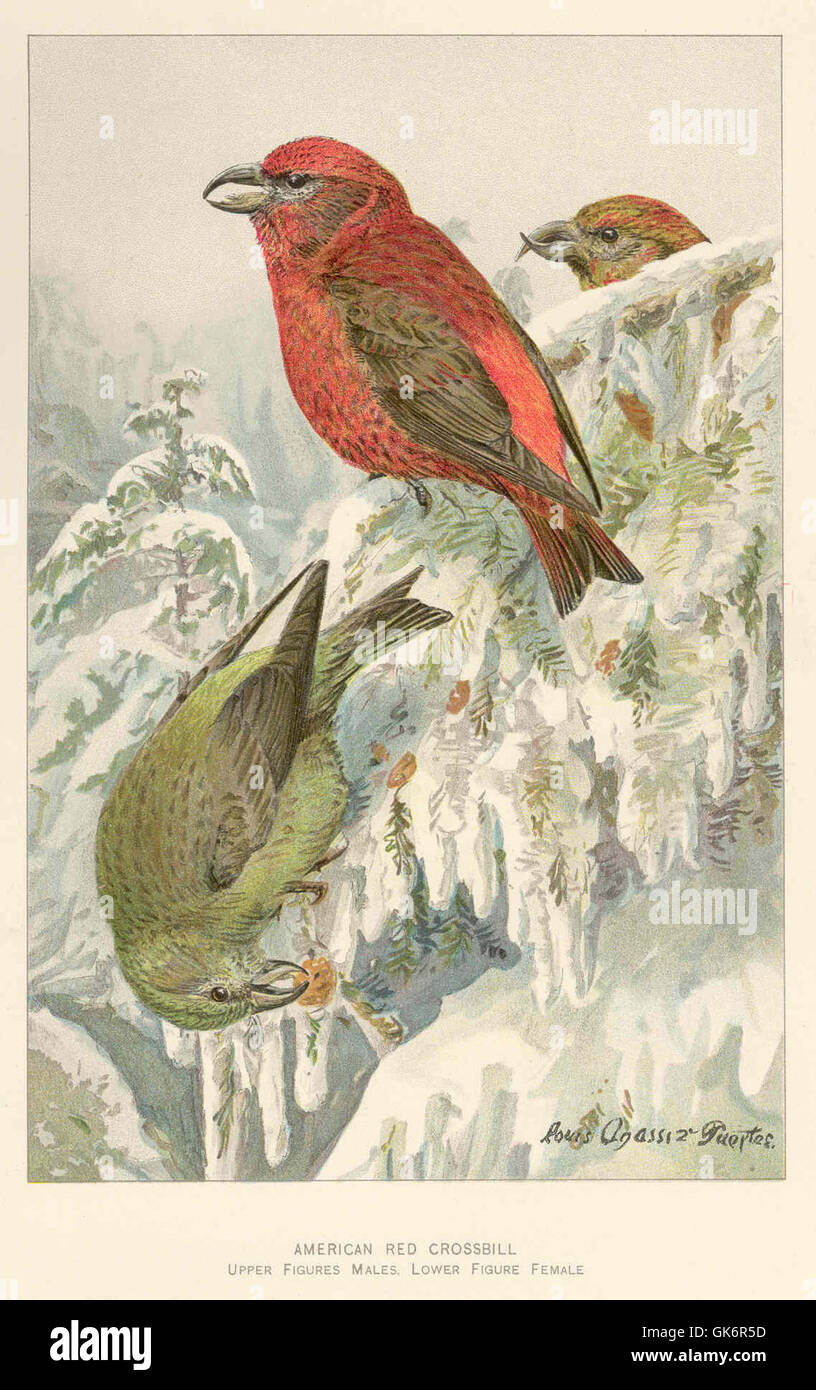 Species crossbill hi-res stock photography and images - Alamy