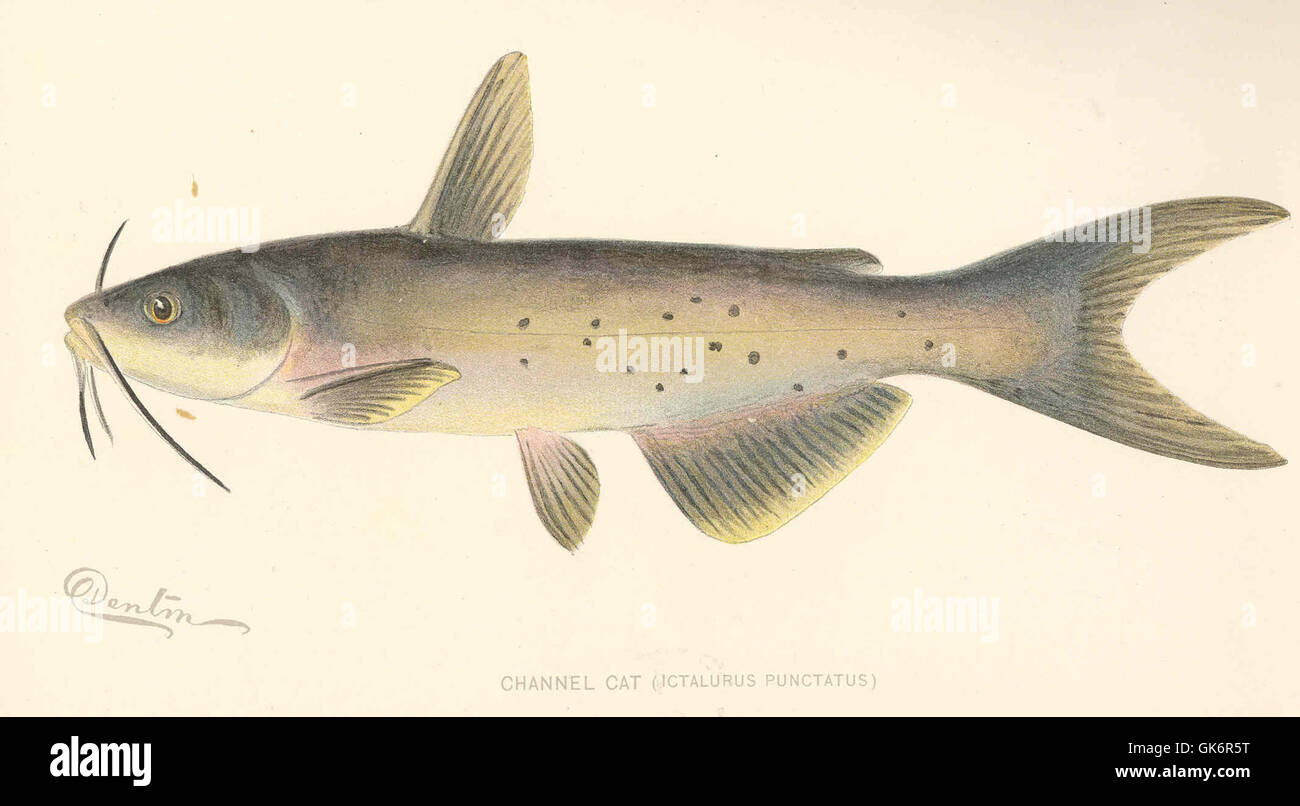 The Channel Catfish (Ictalurus punctatus) is a species of freshwater ...