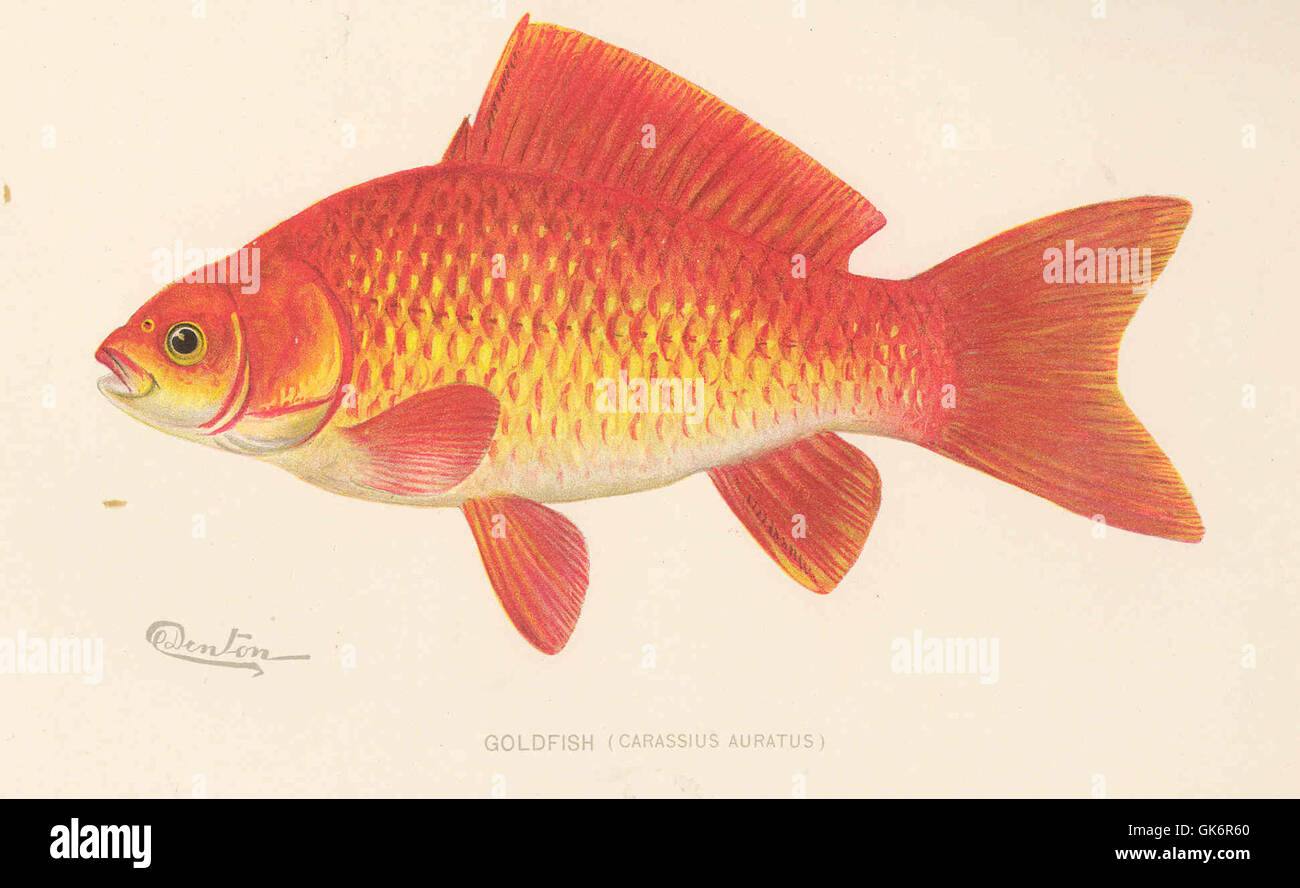 The goldfish (Carassius auratus) is a popular freshwater species, known ...