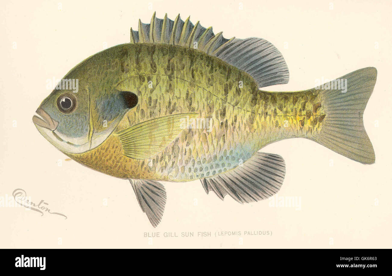 Bluegill fish species hi-res stock photography and images - Alamy