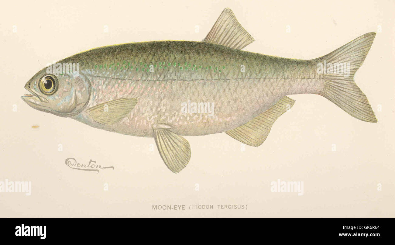 Hiodon hi-res stock photography and images - Alamy