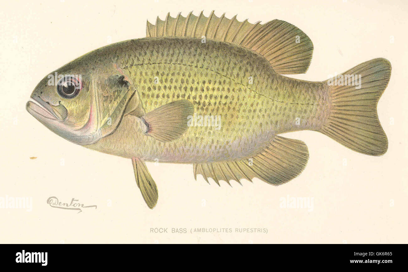 Fish rock bass freshwater hi-res stock photography and images - Alamy