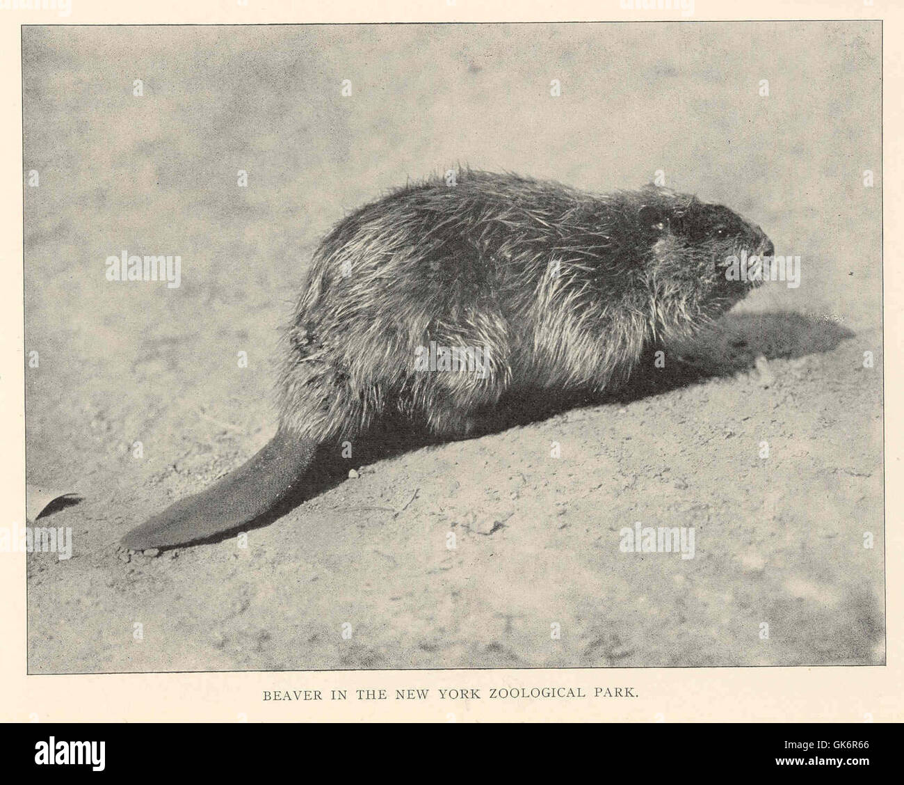 A beaver, photographed in the New York Zoological Park, shows the ...