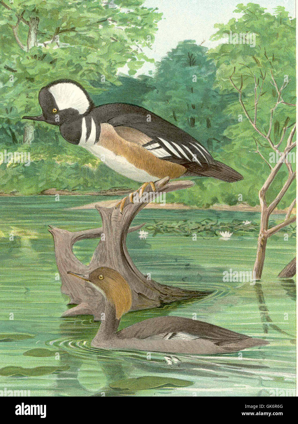 The hooded merganser, a small species of duck, is shown with the male ...