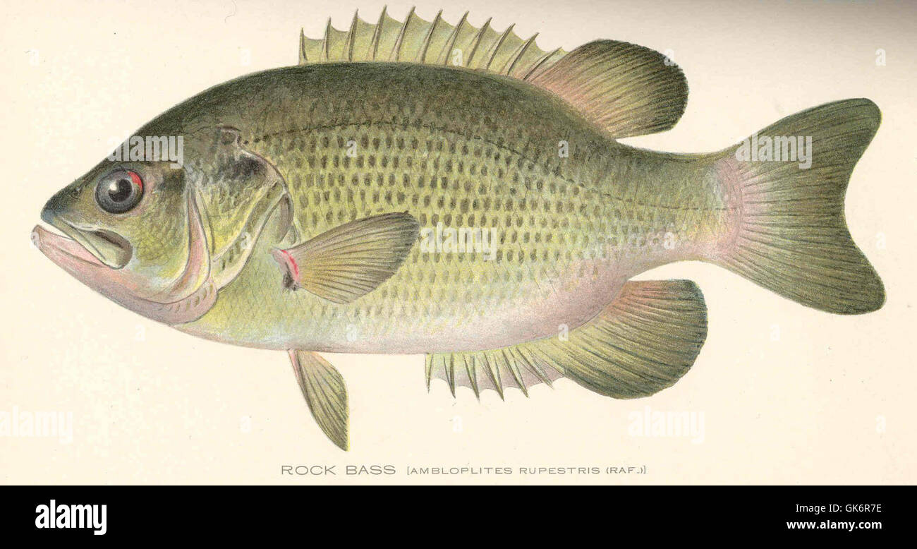 Ambloplites rupestris, known as the rock bass, is a freshwater fish ...
