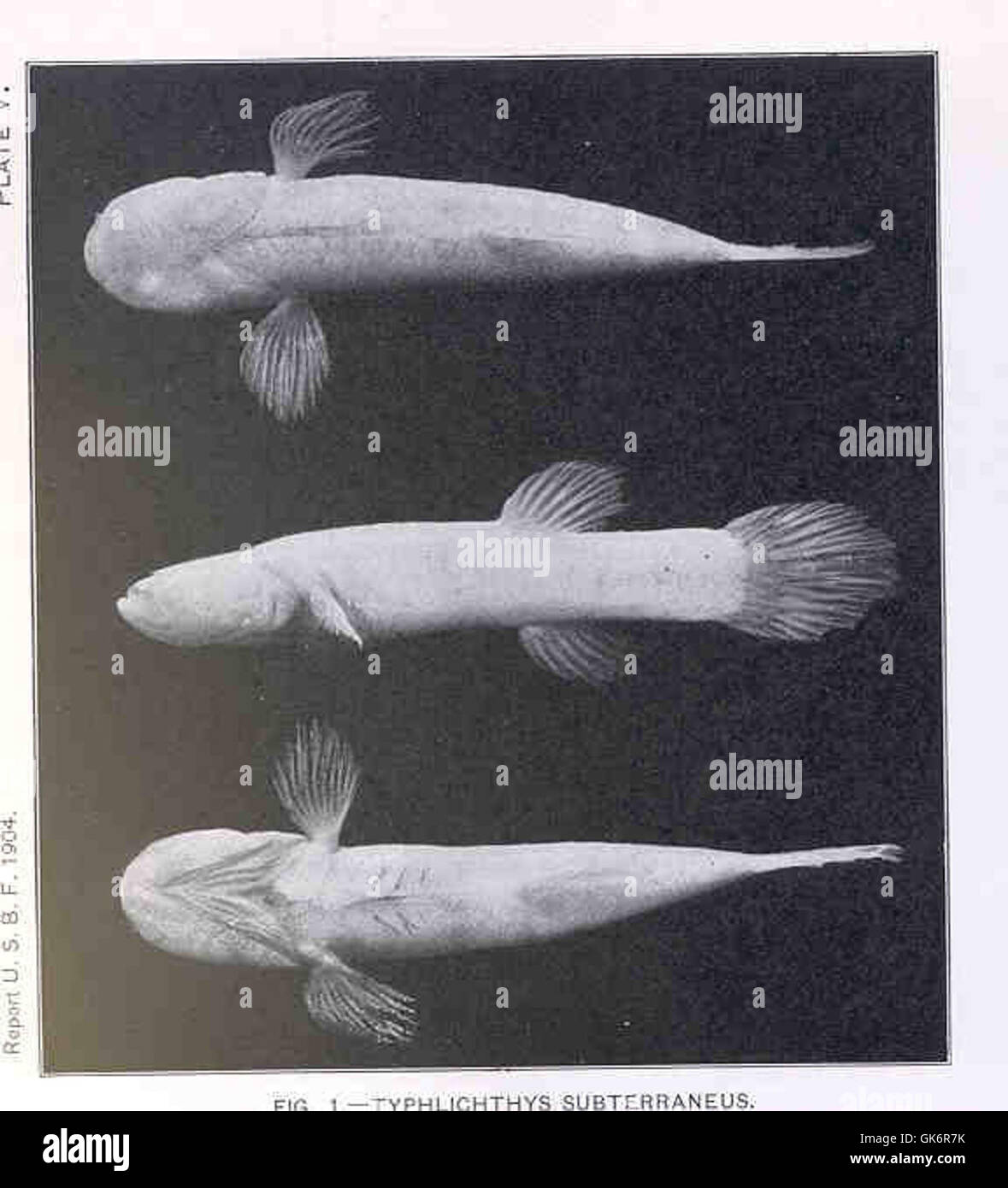 Typhlichthys subterraneus, known as the southern cavefish, is a species ...