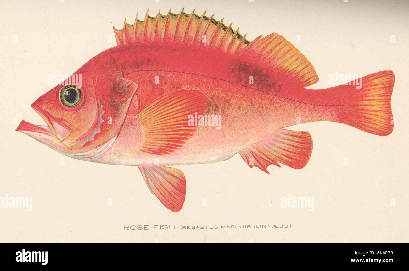 The rose fish (Sebastes marinus), also known as redfish, is a species ...