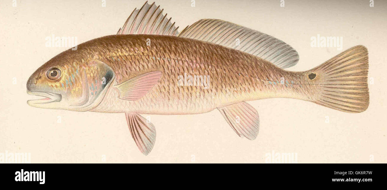41953 Channel Bass (Sciaenops ocellatus (Linnaeus Stock Photo - Alamy