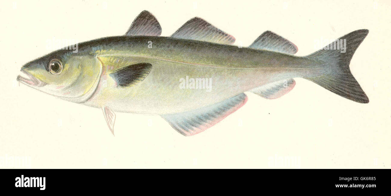 Pollack pollachius hi-res stock photography and images - Alamy