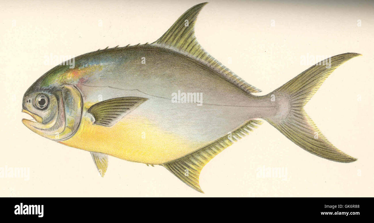 *Trachynotus carolinus*, commonly known as the pompano, is a popular ...