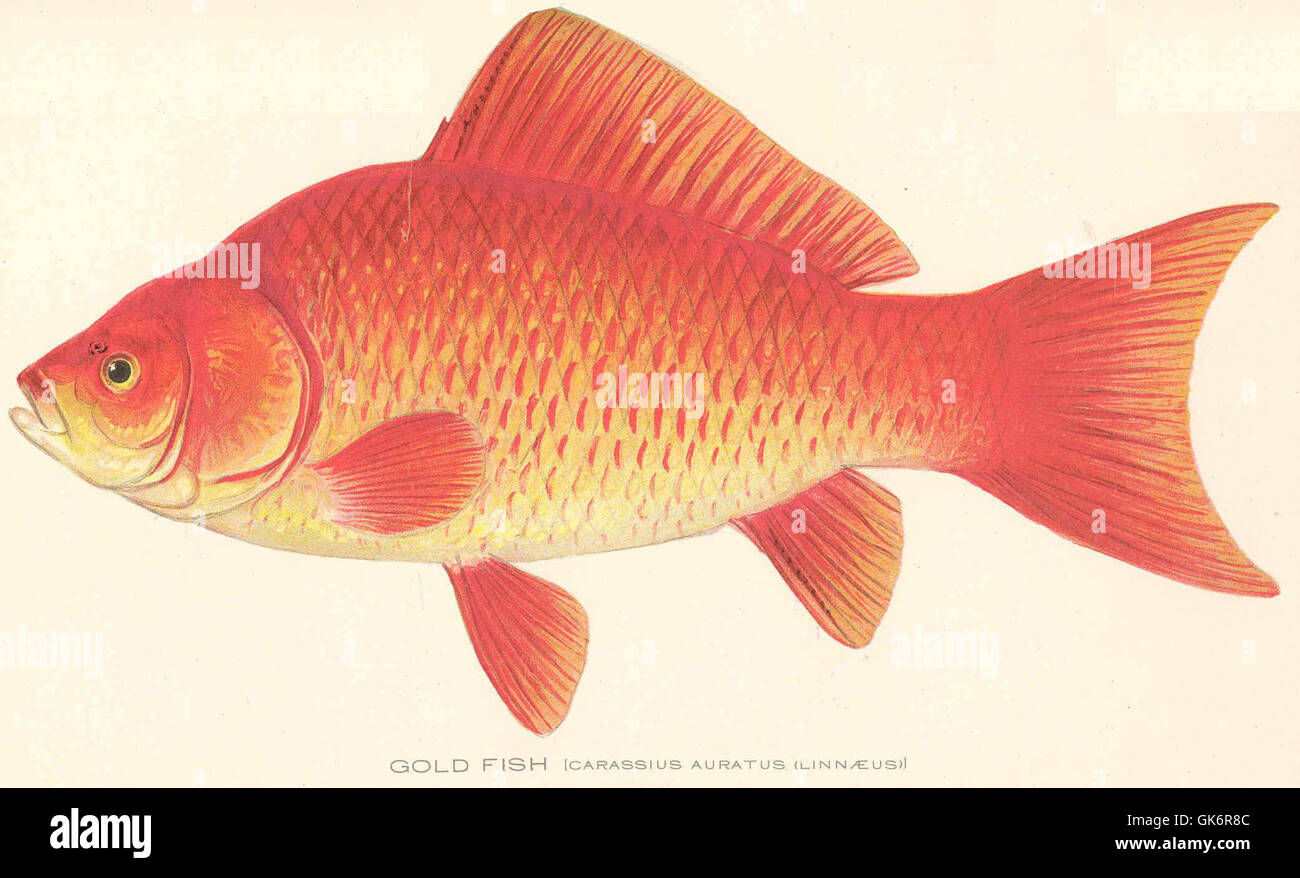 The Goldfish (Carassius auratus) is a small ornamental fish commonly ...