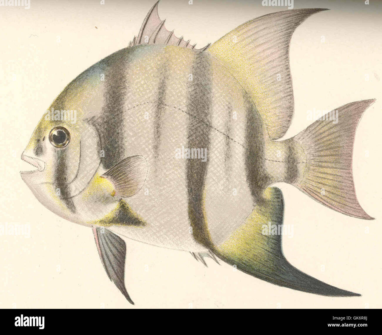 Triple tail fish hi-res stock photography and images - Alamy