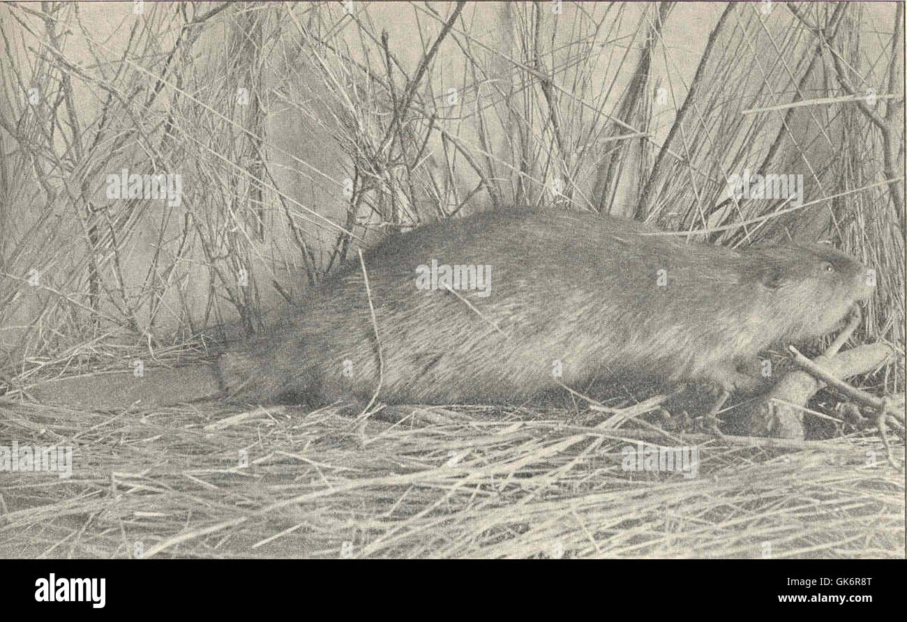 A young beaver (Castor canadensis) is featured in its early stages of ...